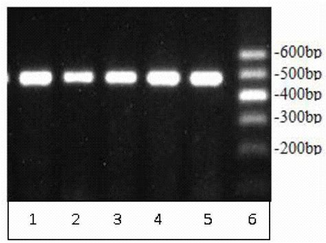 Method For Detecting Qinchuan Cattle Wnt7a Gene Single Nucleotide Polymorphism And Application