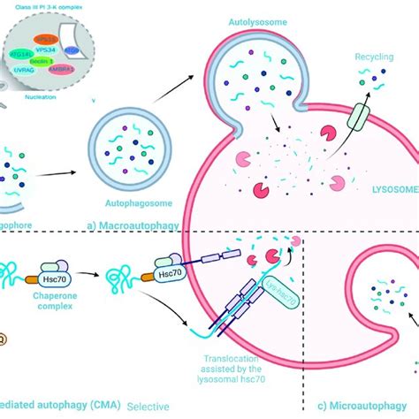 Three Autophagy Pathways A Macroautophagy Cytosolic Material Is Download Scientific Diagram