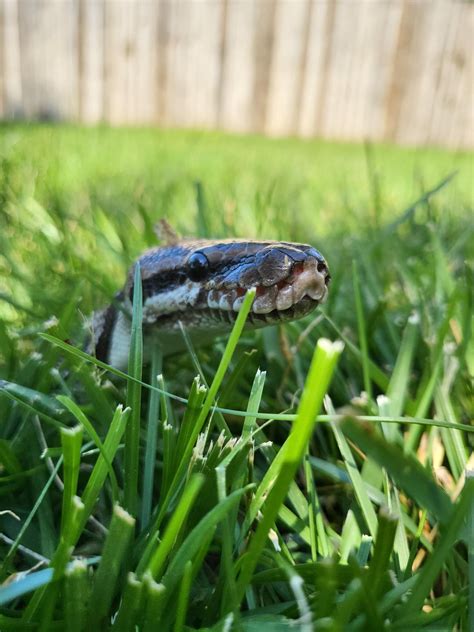 my ball python tie r ballpython