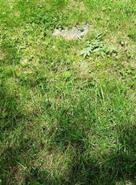 George Pearce Plot Rectory Lane Cemetery Berkhamsted