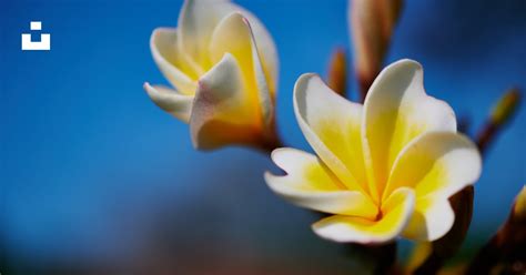 배경에 푸른 하늘이 있는 두 개의 흰색과 노란색 꽃 사진 Unsplash의 무료 꽃 이미지