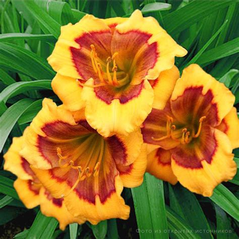 Луковичные и корневищные многолетники купить саженцы оптом и в розницу питомник Сады Урала