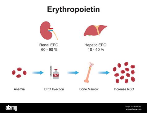 Epo Health Insurance Affordable Coverage Options Uml Center For Systems Research