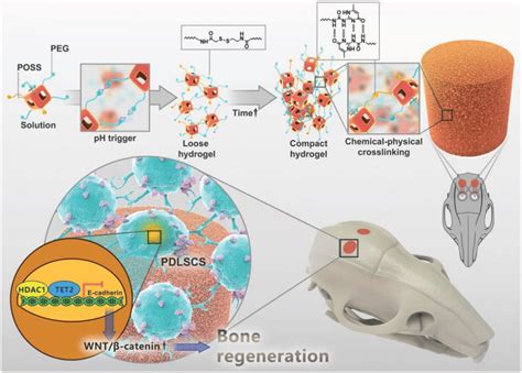 Schematic Of The Dual‐crosslinked Gelling System And Its Tunable Download Scientific Diagram