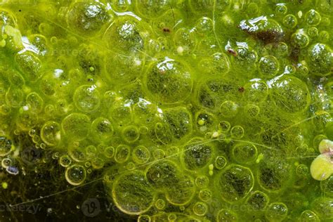 Freshwater Algae Spirogyra Release Oxygen Into The Air Oxygen Synthesis In Water Bodies