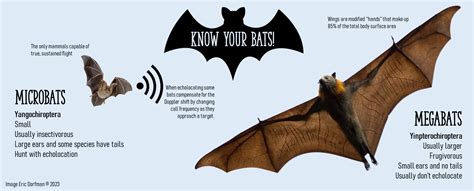Bat Comparison 2 Eric Dorfman