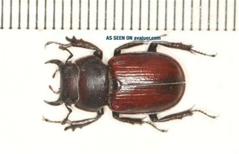 Lucanidae Lucanus Noseolucanus Sp From Chayu Co Of Tibet India Border 23754161