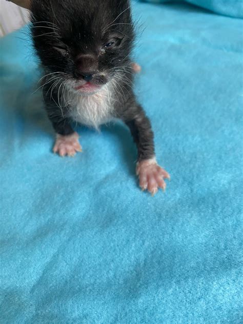 之前发过一帖大猫把小猫刁上5楼来的长大了长大了 NGA玩家社区