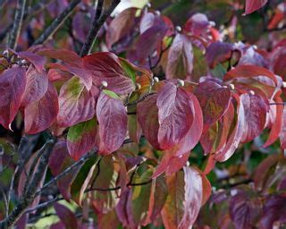 Best Trees For Fall Color Create Unbeatable Autumn Interest Gardeningetc