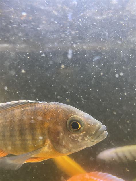 Is this hexamita? If so, how to treat it? : r/Aquariums