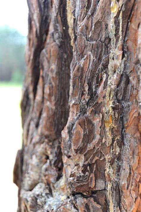 Resin On Tree Bark In Summer Stock Image Image Of Orange Pine