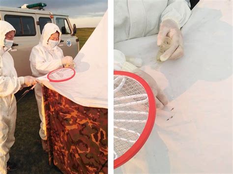 Нүүдлийн шувуу болон шумуулаар дамжих халдварын тандалт судалгааг хийжээ