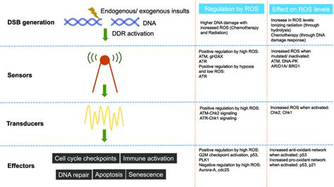 An Overview Of Interactions Between Ros And The Ddr Download