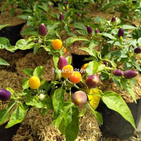 Jual Biji Benih Tanaman Cabe Pelangi Cabe Warna Warni Hias Rainbow