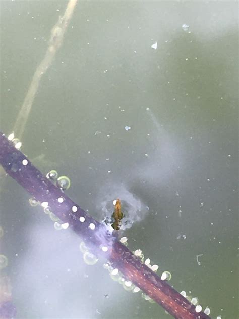 What Species Left These Underwater Eggs Biology Stack Exchange