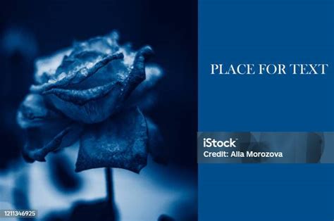 이른 봄에 눈 속에서 장미가 스 테 게 파란 디자인에 대한 트렌디 한 대조 배경 공간을 복사합니다 0명에 대한 스톡 사진 및 기타 이미지 Istock