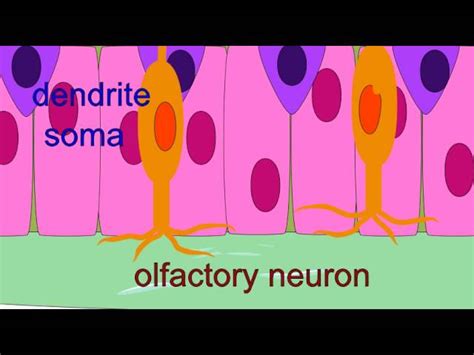 Olfactory Neuron
