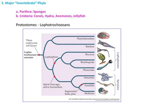 Protostomes Lophotrochozoans Ppt Download