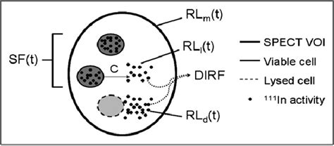 Spect Voi Rl M T Containing Radiolabel Released From Dead Cells Rl Download Scientific