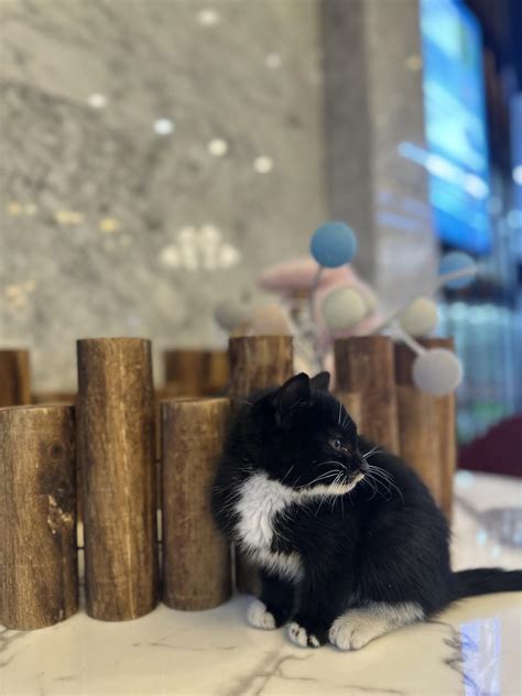 코리안숏헤어 하나 대형견임시보호 소형견임시보호 고양이임시보호 유기견특징 유기묘특징 강아지특징 소형견특징 중형견특징 대형견특징 말티즈특징 말티푸특징 비숑프리제특징 미니