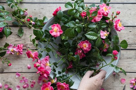 분홍색 꽃이 든 접시를 들고 있는 사람 사진 Unsplash의 손 이미지