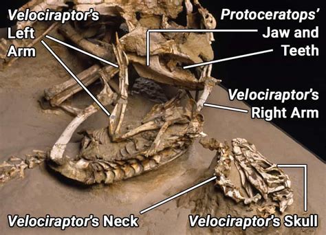 Protoceratops And Velociraptor