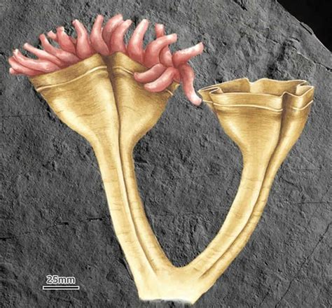 Fossil Friday The Worlds First Known Predator Discovered In Leicestershire Uk