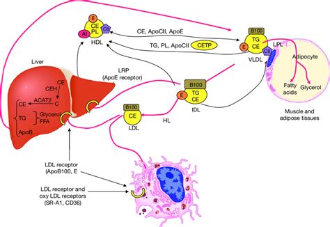 Triglyceride Formation Animation
