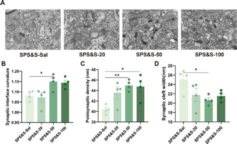 Effect Of 2r 6r Hnk On The Synaptic Ultrastructure In The Pfc Under Download Scientific