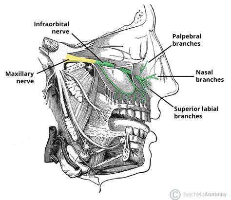 Infraorbital Nerve Function Trigeminal Nerve Ento Key