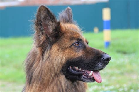 Почему они вообще появились Как буксует реформа обращения с бездомными животными