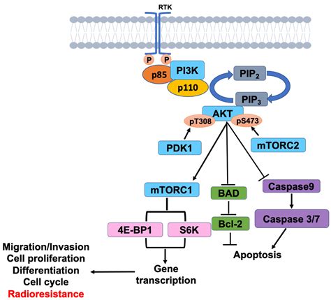 Akt Pathway Cancer