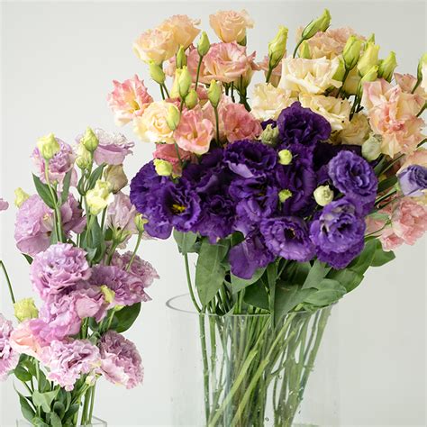 나를 위한 꽃 리시안셔스 배민스토어