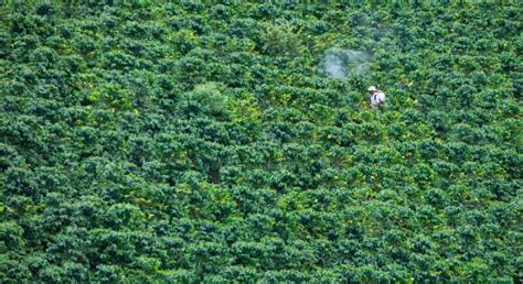 Giải mã tính bền vững kinh tế trong ngành cà phê