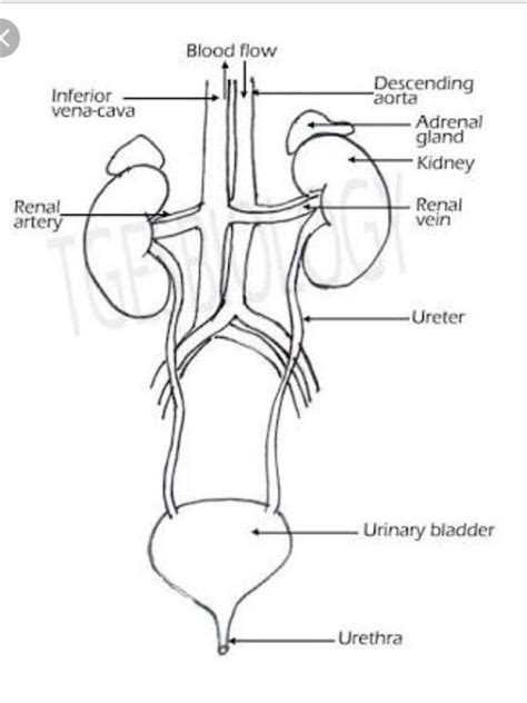 Excretory System Diagram With Label Excretory Labelled Toppr