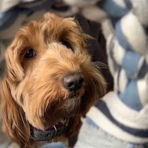 Rag Dogs Review Reggie The Cockapoo