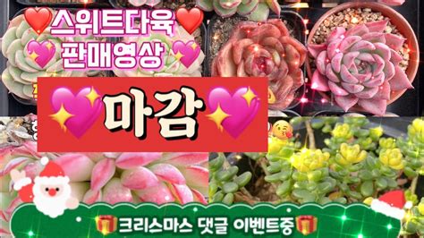 💖크리스마스 댓글이벤트중🎁 예뻐 예뻐 내 사랑 육이들😍😍😍스위트다육 ️다육식물키우기다육이다육판매다육택배succulentsたにくしょくぶつ多肉植物이벤트