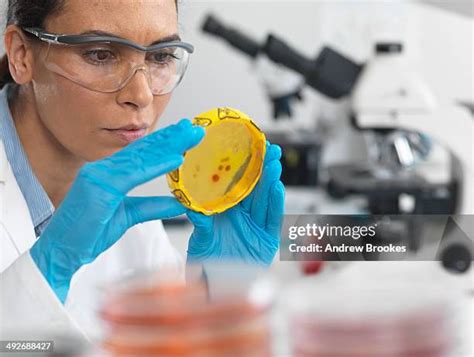 Microbiology Single Colony Photos And Premium High Res Pictures Getty