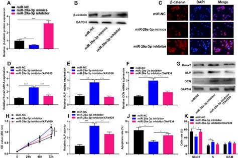 Mir 29a 3p Regulates Cell Proliferation And Osteogenic Differentiation