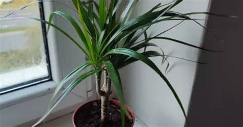 Dracena Aukce Rostlin