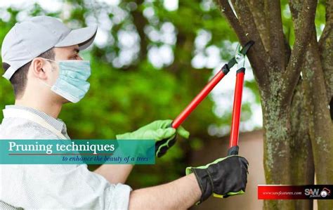 Pruning Techniques To Enhance The Beauty Of A Trees Saw Features