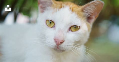 노란 눈을 가진 고양이의 클로즈업 사진 Unsplash의 무료 고양이 이미지