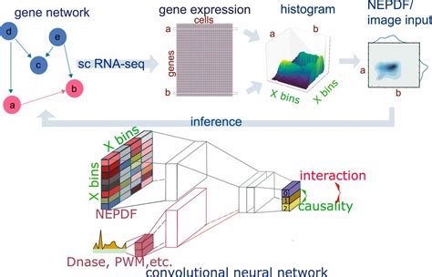 Deep Learning For Inferring Gene Relationships From Single Cell Expression Data Pnas