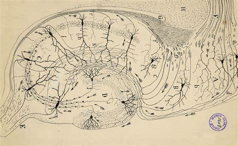 Neuron Drawings By Santiago Ramón Y Cajal Neurons 53 Off
