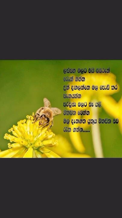 හ්ම්ම් මල දැනගත යුතුයි විකසිත බව රැකගන්න 😍😍 Sinhala Wadan Adara Wadan Shot Vidio