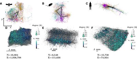 Figure 1 From Combined Topological And Spatial Constraints Are Required To Capture The Structure
