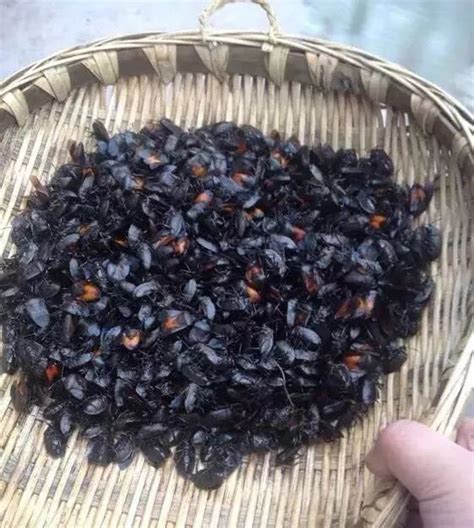 蓬莱香虫图片 蓬莱香香虫 蓬莱香虫 大山谷图库