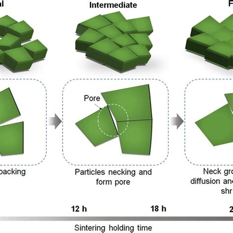 Schematic Diagram Of Densification During The Pellet Sintering Process Download Scientific Diagram