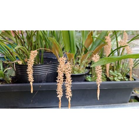 妞妞花園 Dendrochilum Convallariaeforme 旋轉穗花蘭 橘色穗花蘭 3吋 蝦皮購物