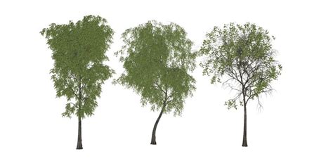 Free Tree Collection Sketchup · Karyakarsa